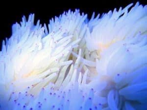 The Mysterious Sea Anemones Types & Care