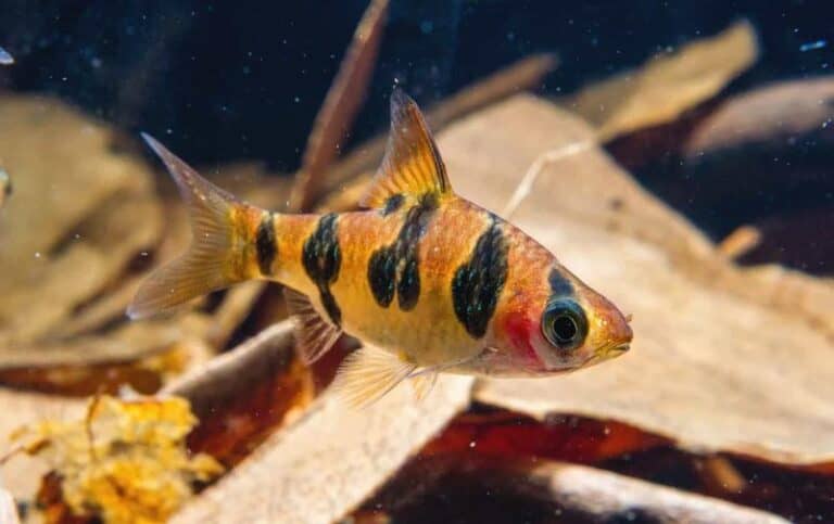 Top 18 Types of Barb Fish: Ranked - The Aquarium Life