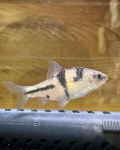 Top 18 Types of Barb Fish: Ranked - The Aquarium Life