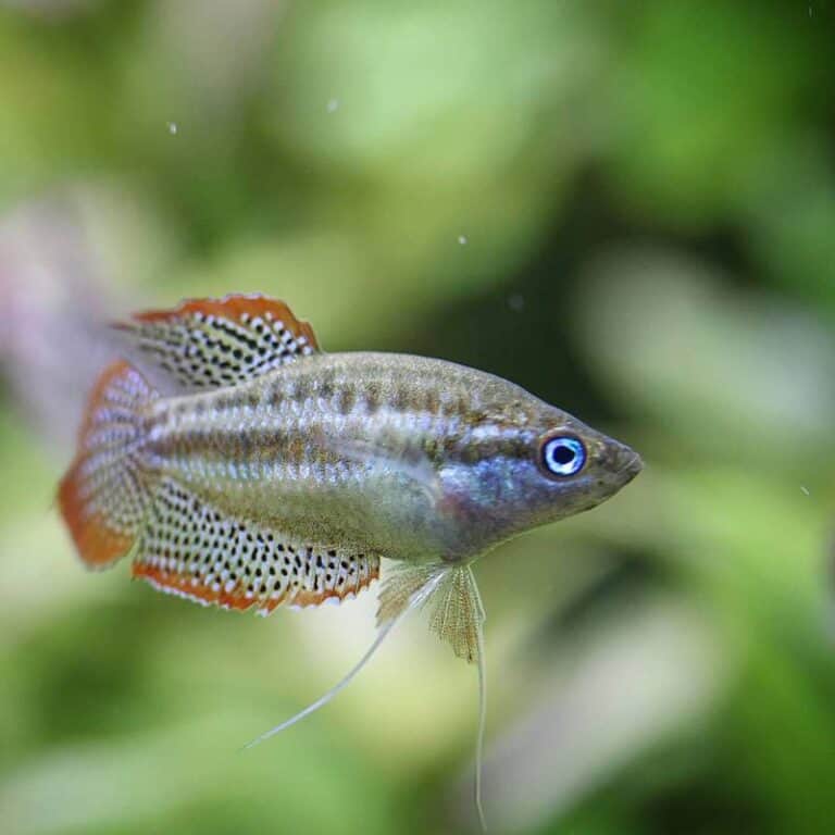 Top 10 Most Common Gourami Fish Types