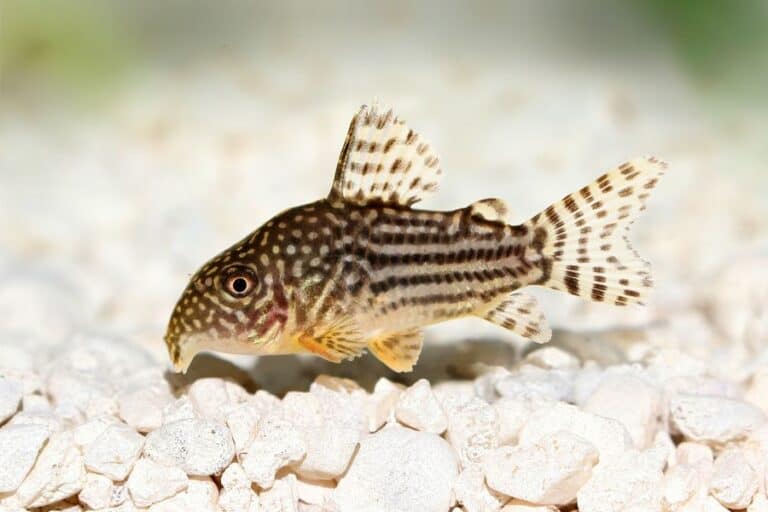 Top 9 Most Common Cory Catfish Types