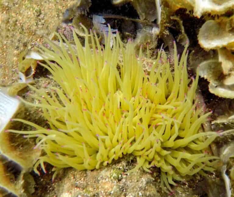 The Mysterious Sea Anemones Types & Care