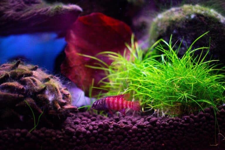 18 Best Easy Aquarium Plants for Beginners