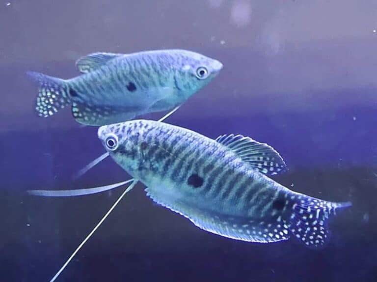 Top 10 Most Common Gourami Fish Types