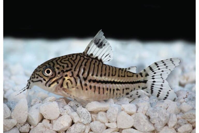 Top 9 Most Common Cory Catfish Types