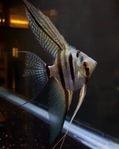 A Beginner’s Guide to Freshwater Angelfish Types