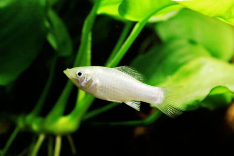 14 Molly Fish Types: Colors, Fin & Tail Variants
