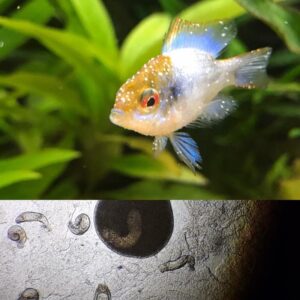 What Is Ich on Fish? Symptoms & Treatment