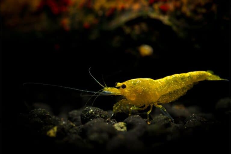 Dwarf Freshwater Shrimp: Popular Types & Care