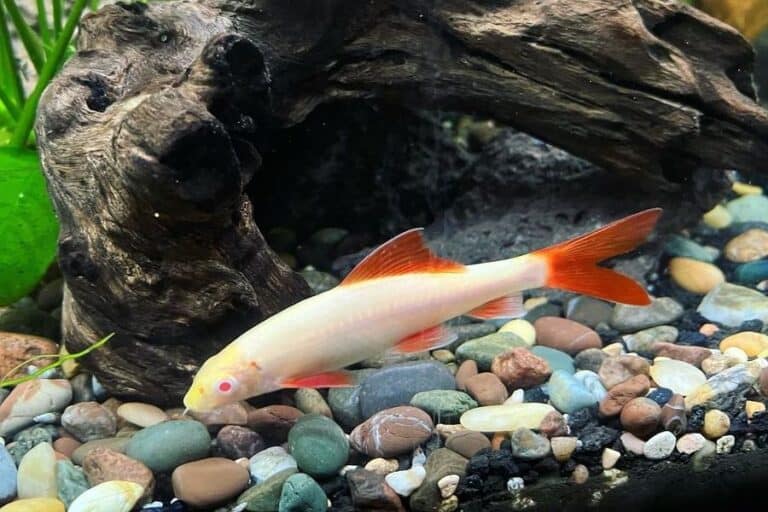 Rainbow Shark Care: Diet, Tank Setup, & More