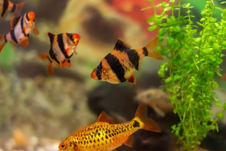 Top 18 Types of Barb Fish: Ranked - The Aquarium Life
