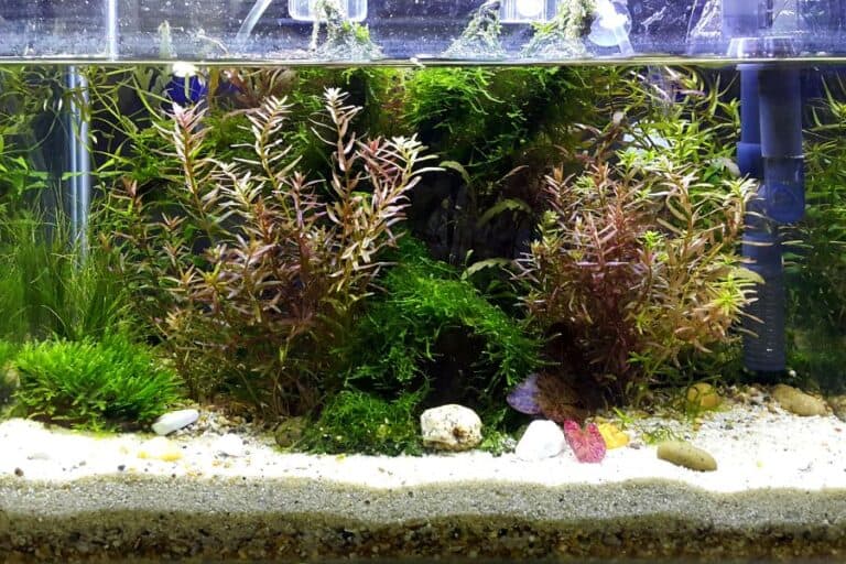 16 Best Aquarium Plants to Reduce Nitrates
