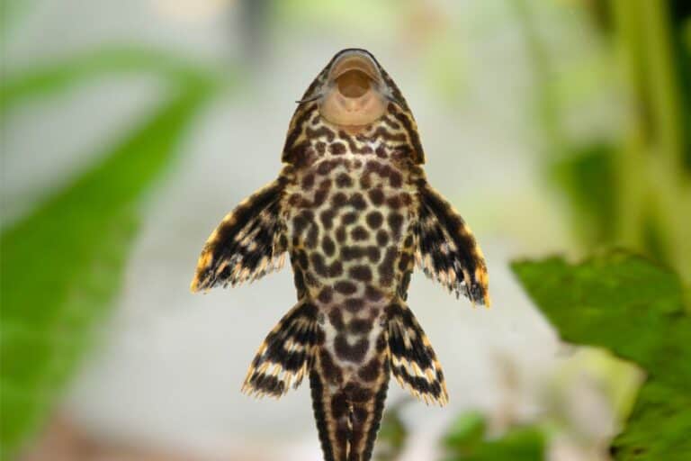 Best Fish that Clean Tanks: Which One is Right for You?