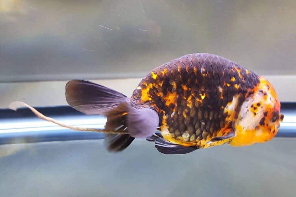 Goldfish Poop: What Should It Look Like? - The Aquarium Life