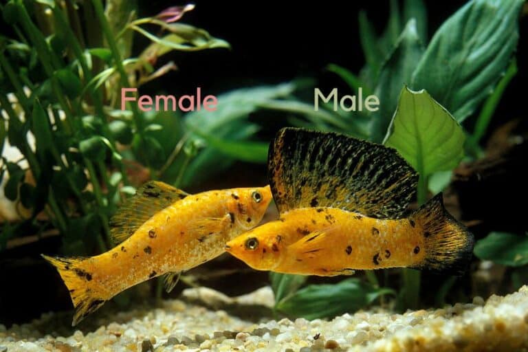 How to Tell If A Molly Is Male or Female?