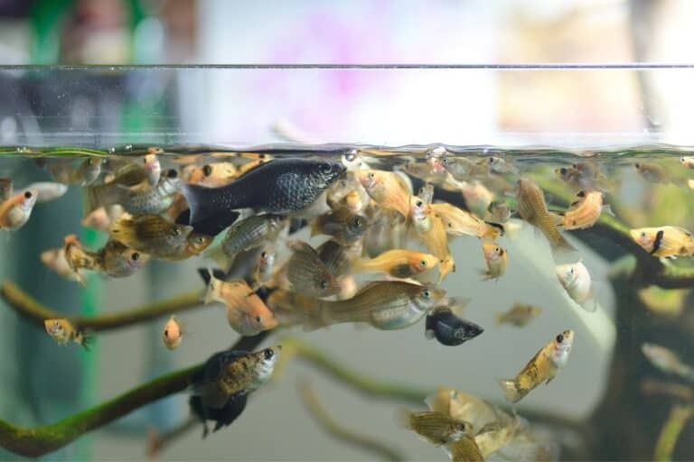 14 Molly Fish Types: Colors, Fin & Tail Variants