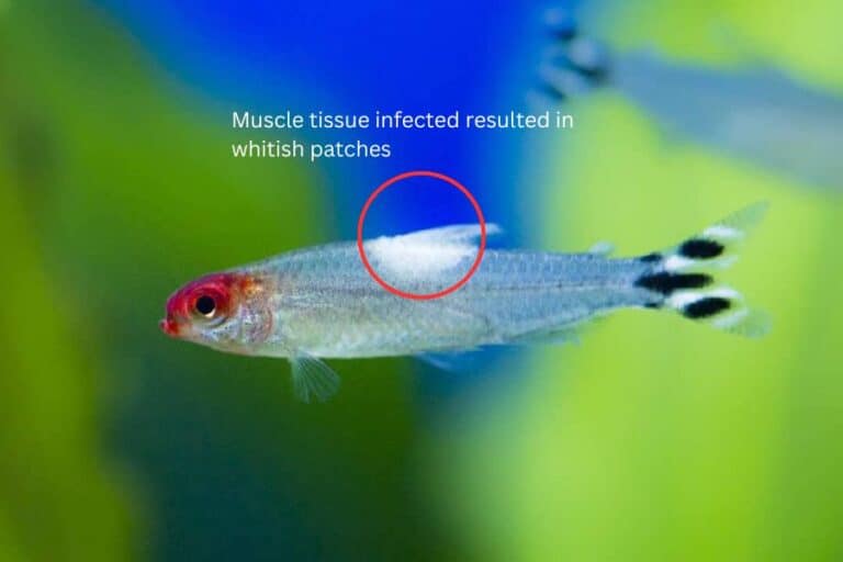 What is Neon Tetra Disease? Symptoms & Preventions