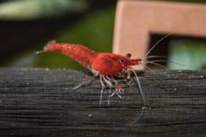 Dwarf Freshwater Shrimp: Popular Types & Care