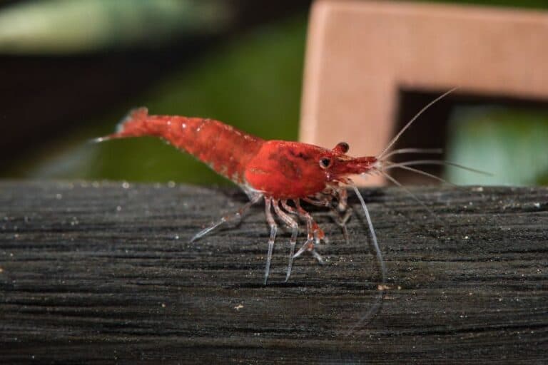 Dwarf Freshwater Shrimp: Popular Types & Care