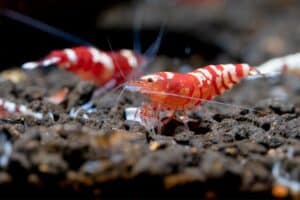 Dwarf Freshwater Shrimp: Popular Types & Care