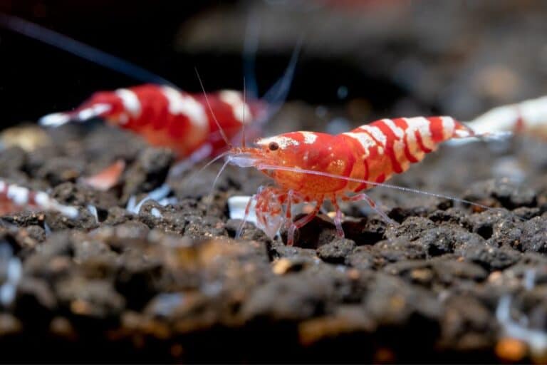 Dwarf Freshwater Shrimp: Popular Types & Care