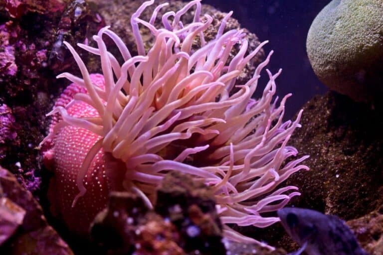 The Mysterious Sea Anemones Types & Care