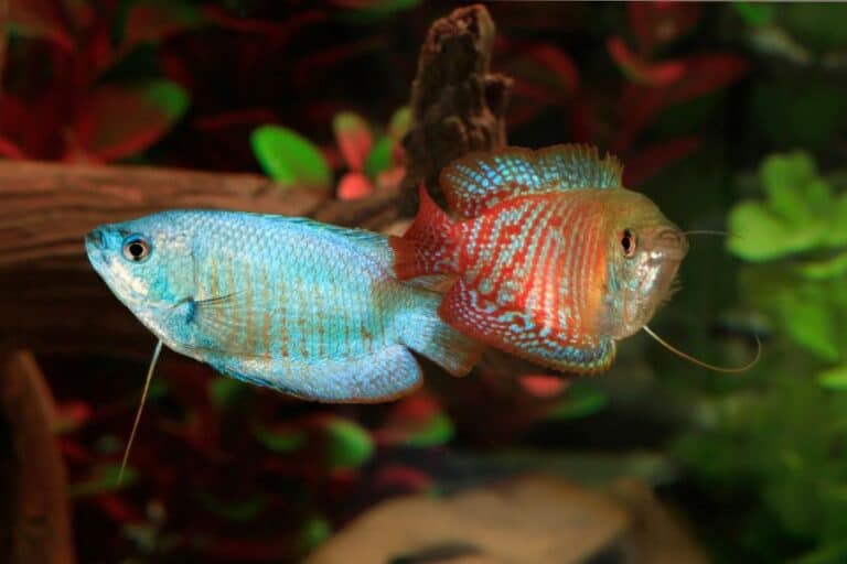 Top 10 Most Common Gourami Fish Types