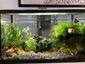 Best Betta Fish Tank Size: Factors to Consider