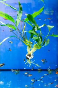 Amazon Sword Care: Planting, Maintenance & More