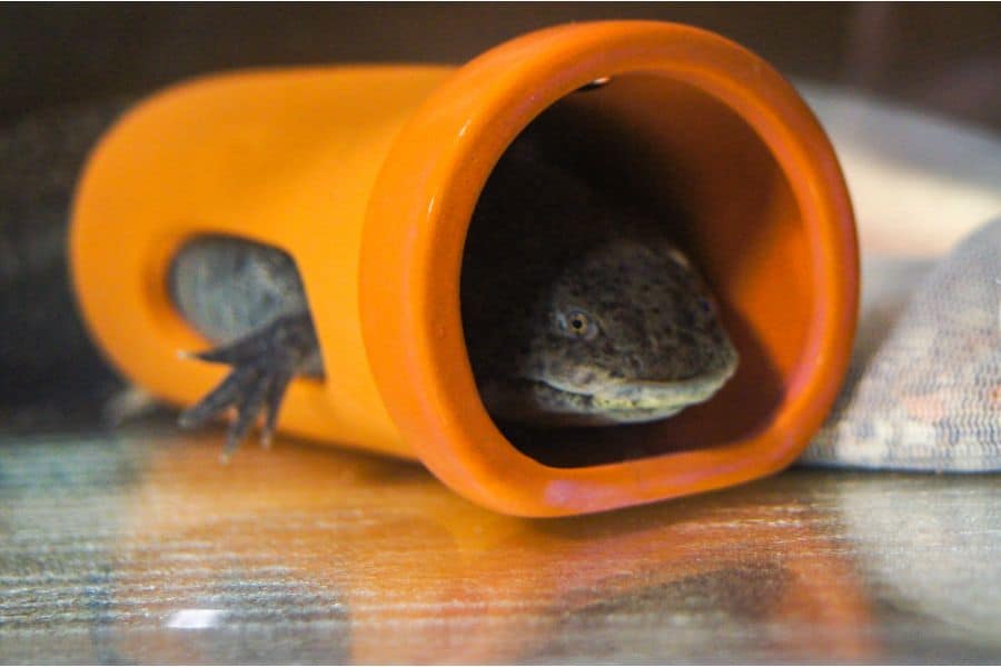 Axolotl Tank Setup: Tips & Ideas for A Healthy Habitat