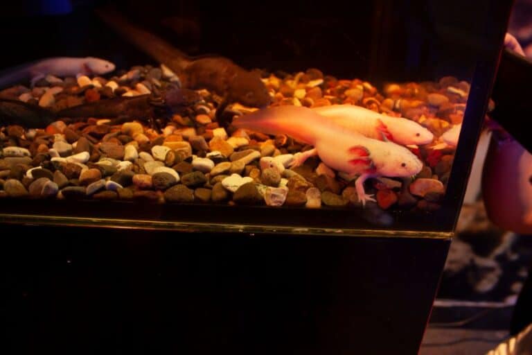Axolotl Tank Setup: Tips & Ideas for A Healthy Habitat