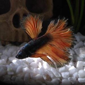 14 Betta Fish Diseases: Symptoms & Treatment - The Aquarium Life