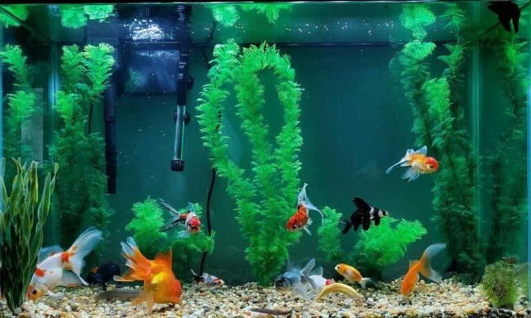 Chinese High Fin Banded Shark: Size, Tank Mates, & More