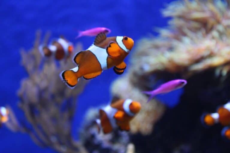 11 Best Clownfish Tank Mates for Different Tank Size