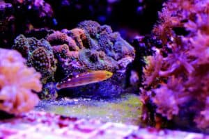 11 Best Clownfish Tank Mates for Different Tank Size
