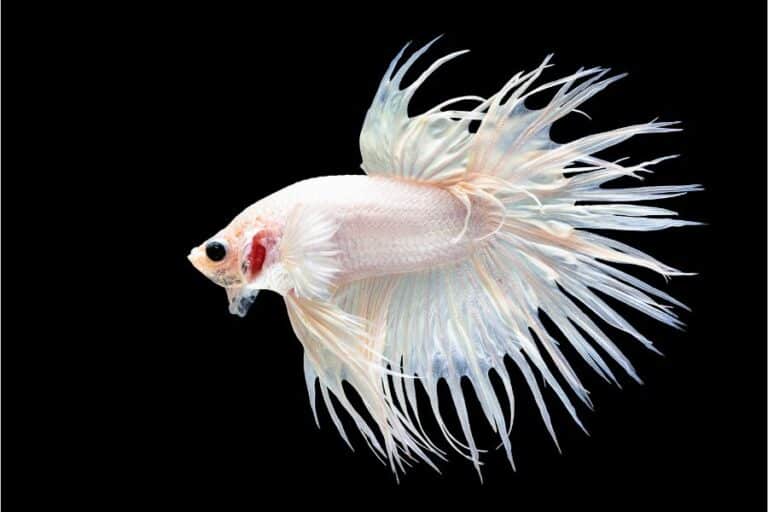 Crowntail Betta Fish: Lifespan, Colors, & Care - Our Aquarium Life