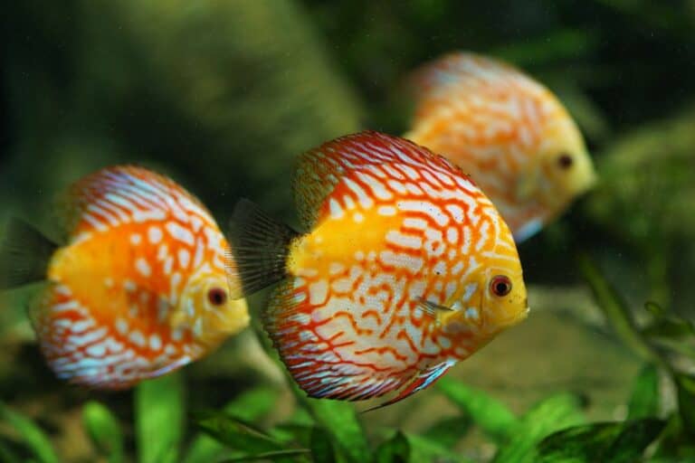 20 Types of Tropical Fish for Your Aquarium