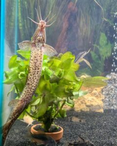 Dojo Loach Care: A Fish that Predicts Bad Weather