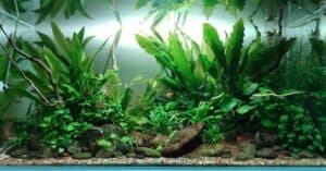 Java Fern: How to Plant and Care for - The Aquarium Life