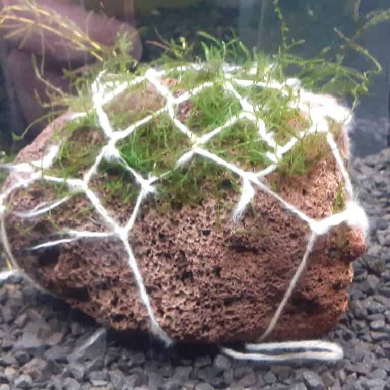 Java Moss: The Easy Low Light Carpet Plant