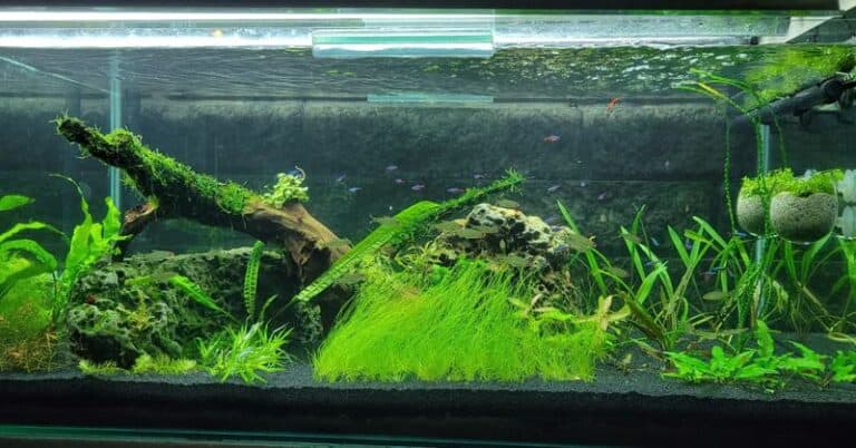 Java Moss: The Easy Low Light Carpet Plant