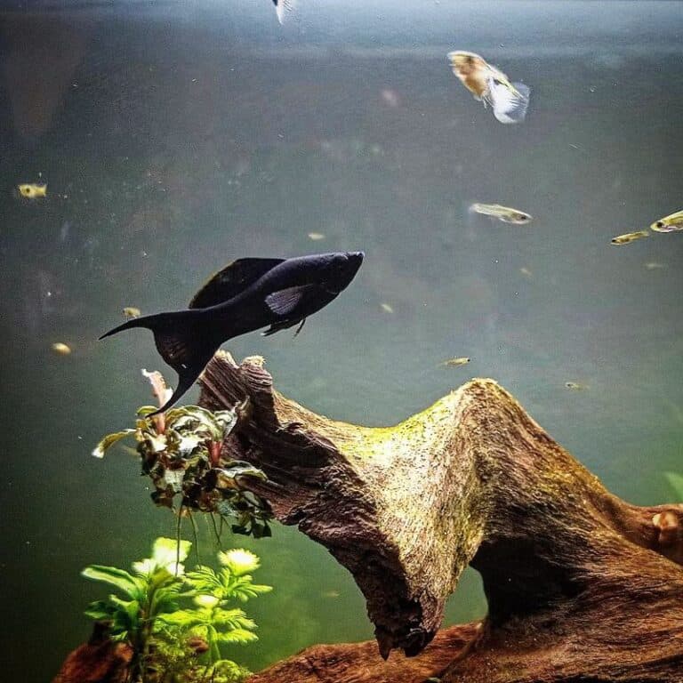 Black Molly Fish: Size, Food, & Care