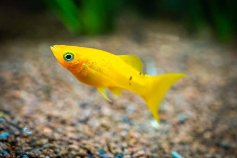 Molly Fish Care: Types, Tank, Food & More