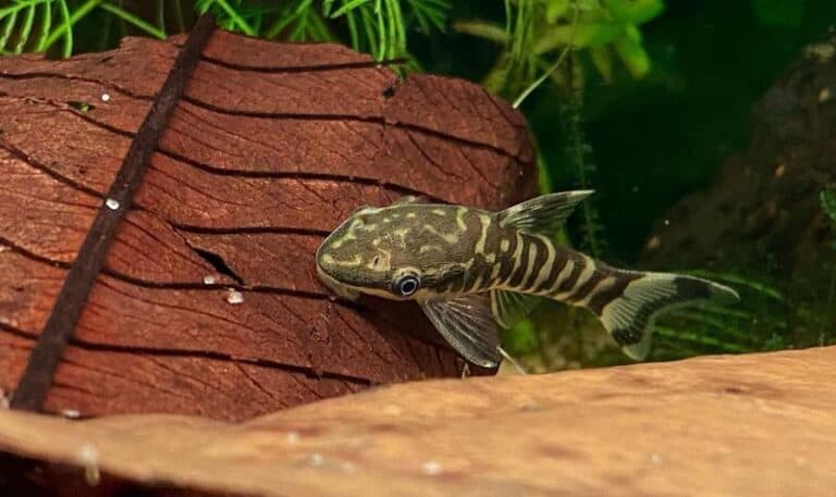 Otocinclus Catfish Guide: Size, Care, Food & Tank Mates
