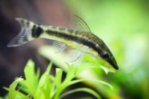 Otocinclus Catfish Guide: Size, Care, Food & Tank Mates