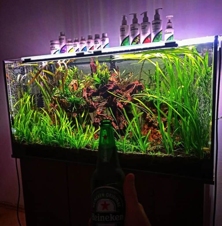 Vallisneria Aquarium Plant: Benefit & Care