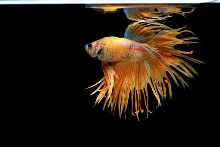 Crowntail Betta Fish: Lifespan, Colors, & Care - Our Aquarium Life