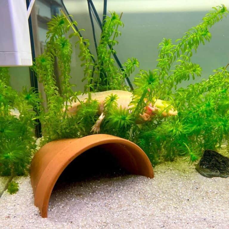 Axolotl Tank Setup: Tips & Ideas for A Healthy Habitat