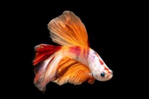 7 Reasons Why Your Betta Fish Is Not Eating