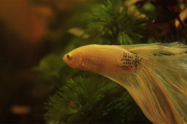 Best Betta Fish Tank Size: Factors to Consider